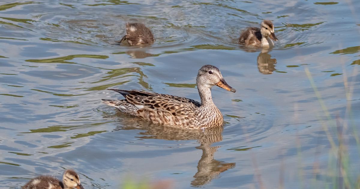 Habitat works lead to duckling baby boom at WWT Washington Wetland ...